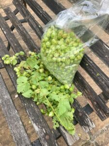 Drying Hops - instructions and calculator for hop drying